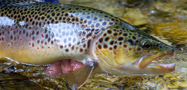 Fliegenfischer Shop: Beste Produkte zum Fliegenfischen